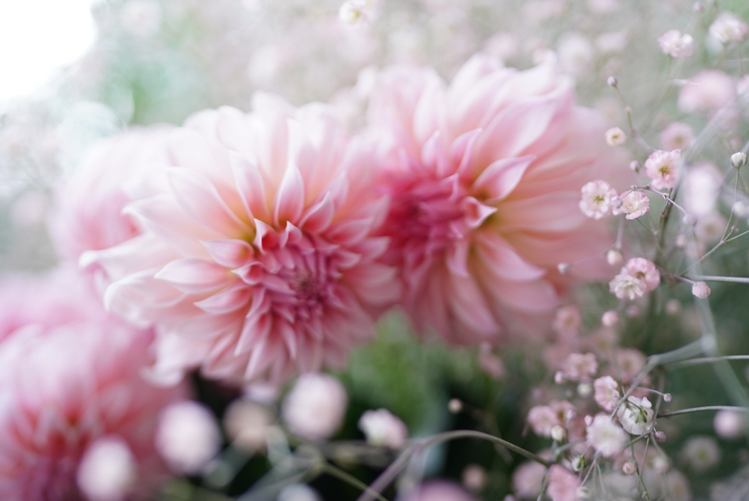 AKB48 63rdシングル『カラコンウインク』MVの装飾を手掛けました。 | gui ～flower design～gui ～flower ...